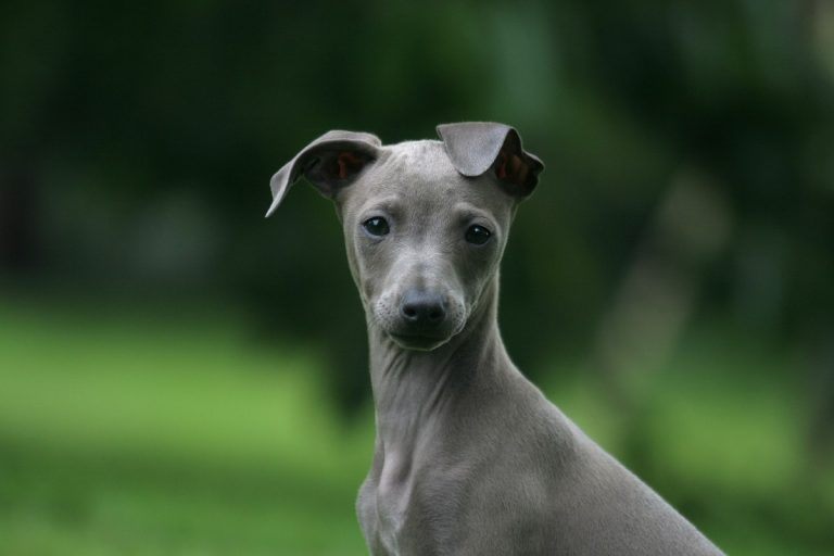 Race de chien : Petit lévrier italien - Tout Chien le Magazine