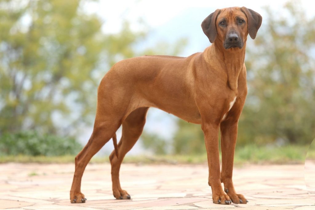 Race de chien : Rhodesian ridgeback - Tout Chien le Magazine