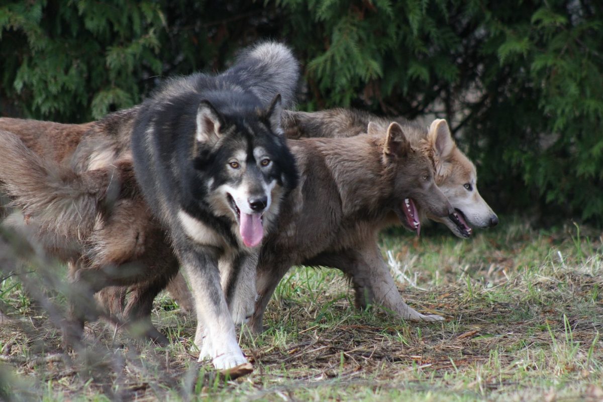 Des chiens loups originaux Nordic Timber et Timber Shepherd