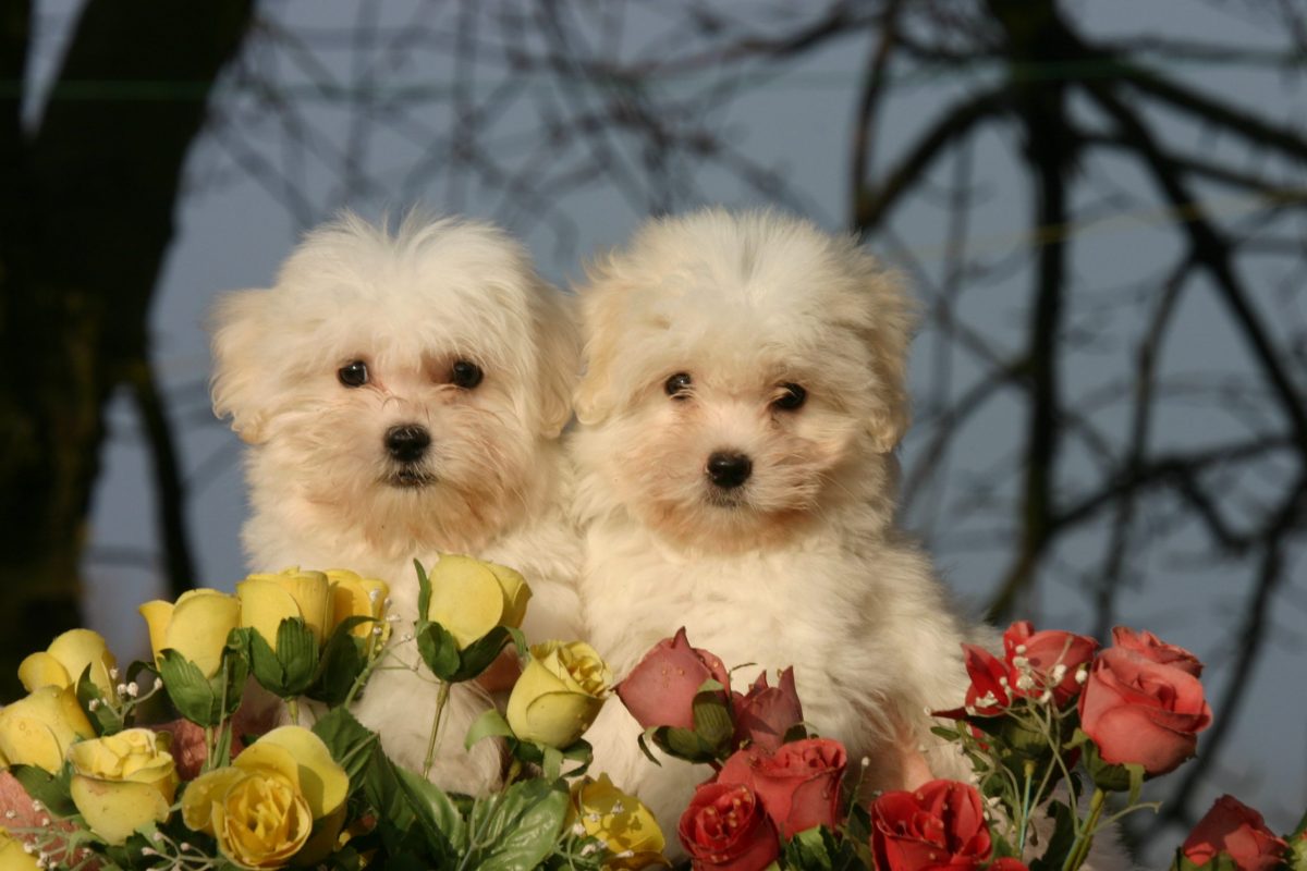 RACE A DECOUVRIR Coton de Tuléar : un chien… sur son nuage