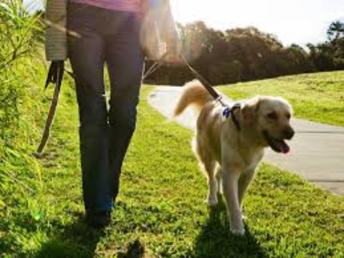 Faire une bonne balade avec son chien - Tout Chien le Magazine