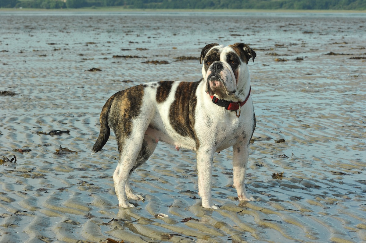 Race de chien : Bulldog continental - Tout Chien le Magazine