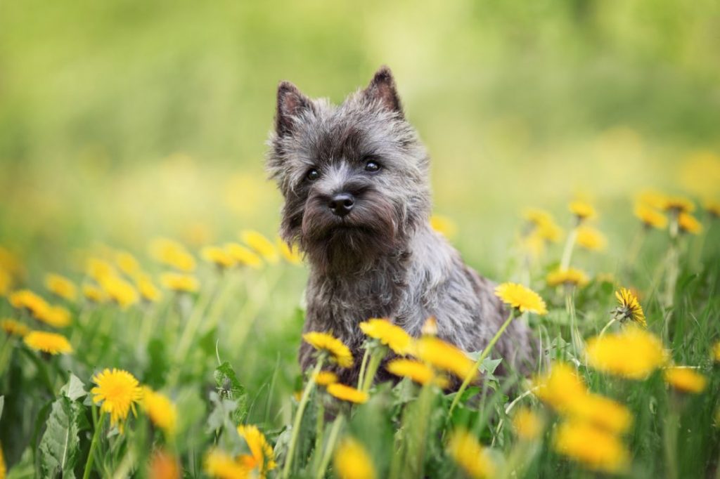 LE CAIRN TERRIER - Tout Chien le Magazine